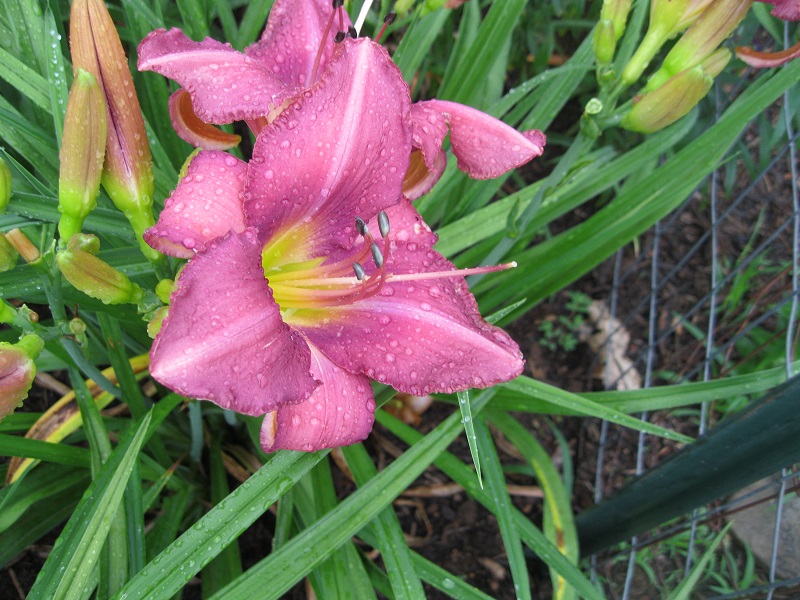 Plants and Stones: Lazarus Lilies