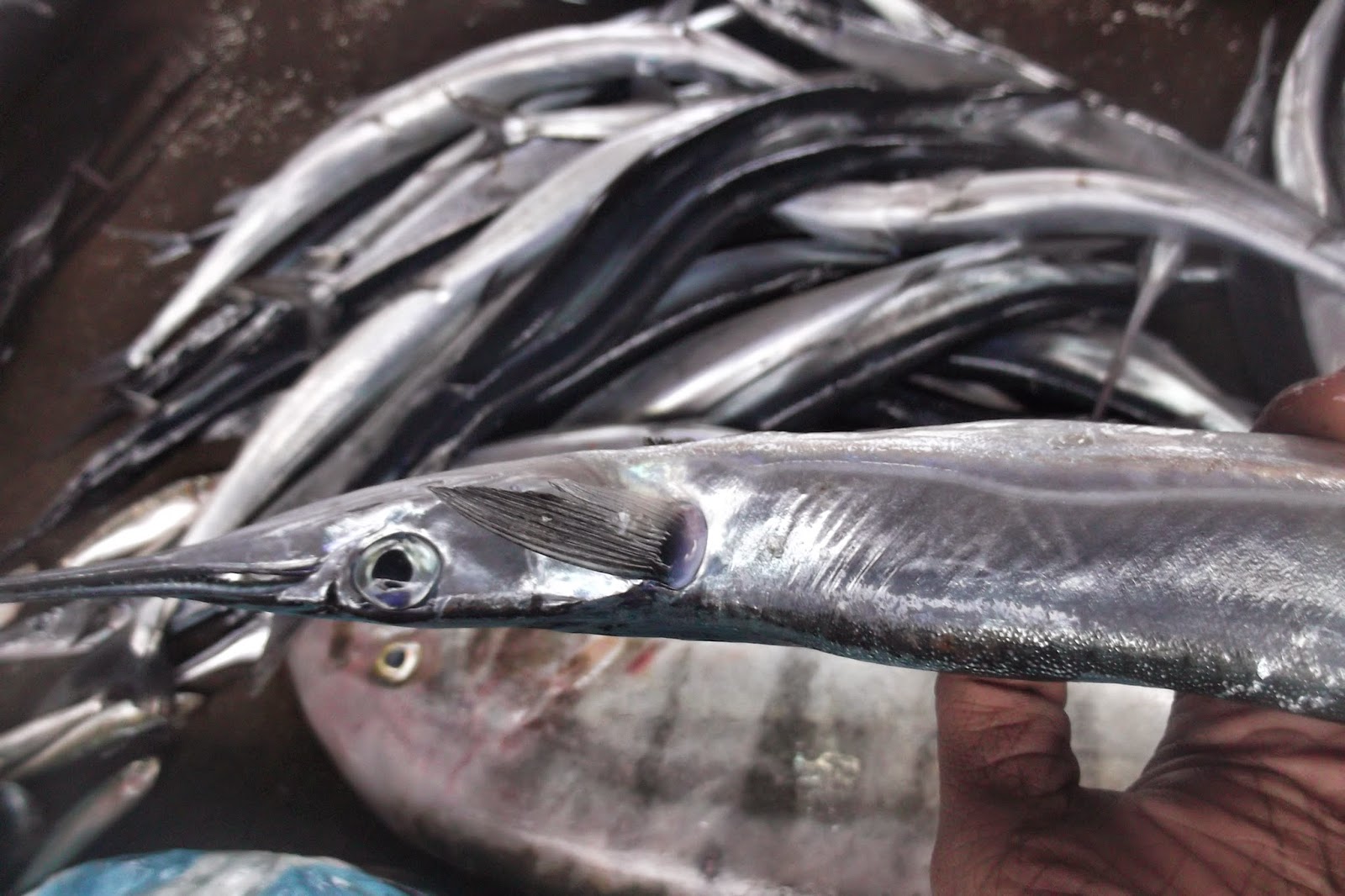 NEGOMBO SEAFOODS: HABARALIYA