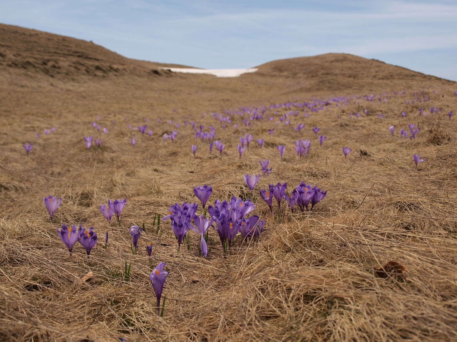 Flori de colt: Poveste din munti: pe culmea Petru-Orjogoaia