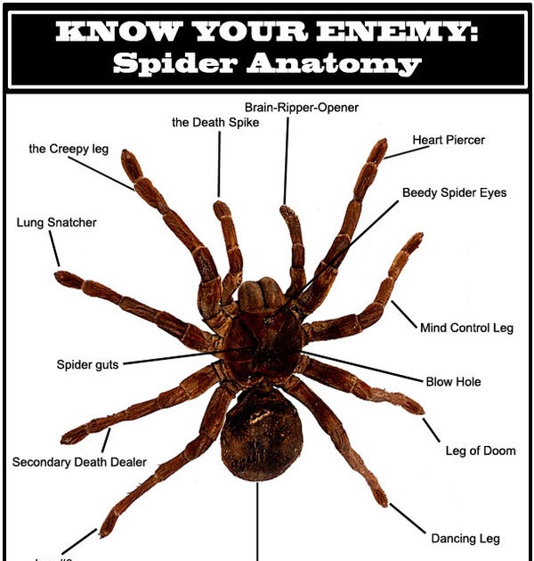 Spider Anatomy | Fresh Cool Pictures