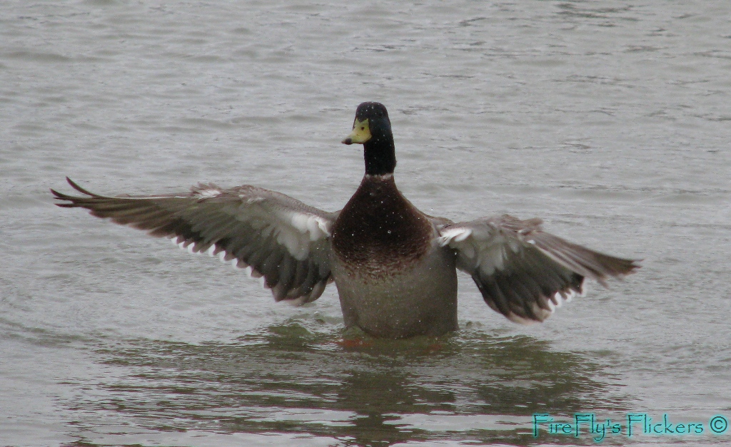 Flickers of a Faithful FireFly: Without looking