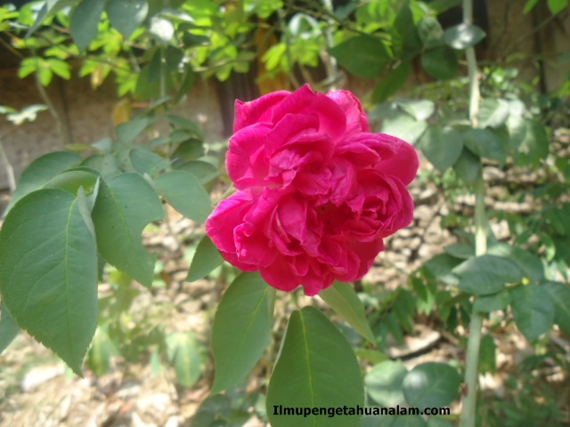 Ciri Khusus Bunga Mawar dan Fungsinya | Materi dan Soal Biologi