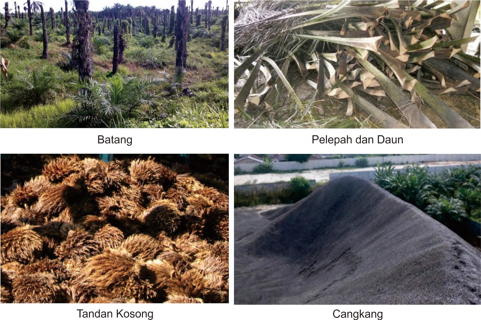 Inovasi Biomasa : Peningkatan Efisiensi Biomasa Untuk Ketercukupan Energi