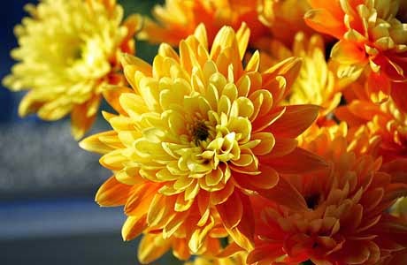 Koleksi Tanaman Hias: Bunga Seruni atau Krisant (Chrysanthemum)
