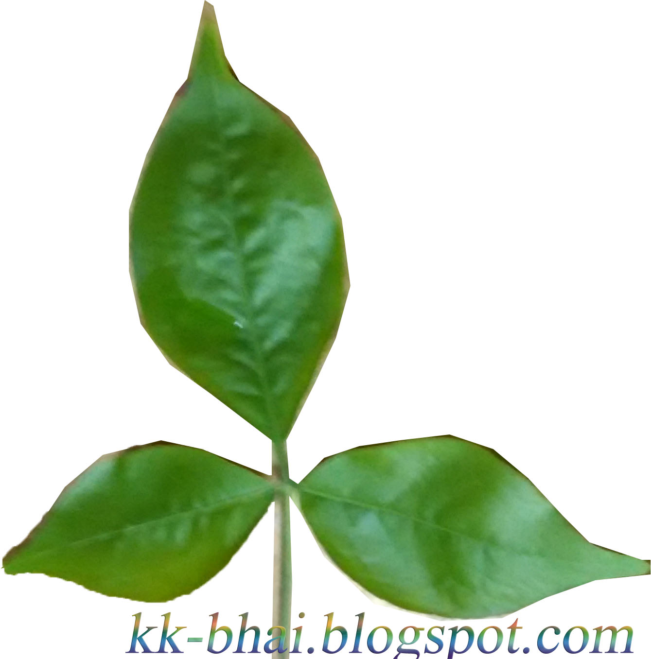 'Puja' Flowers and other things used in 'puja' (Hindu Worship).: बिल्व ...
