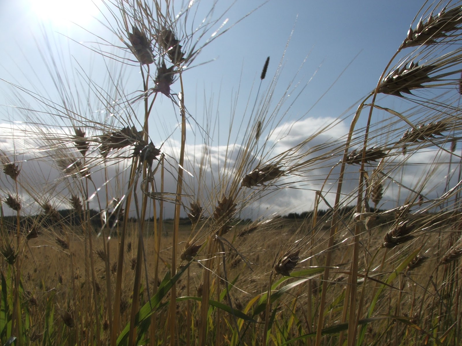 Lisi's Nature Pix: 6 row barley growing in East Iceland