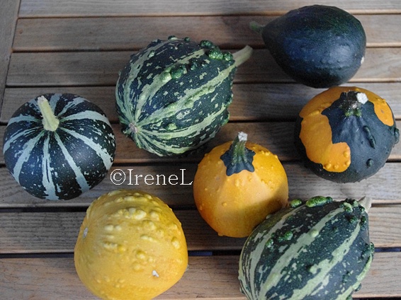 Blomster-tips: Prydnadspumpa liten, Cucurbita pepo