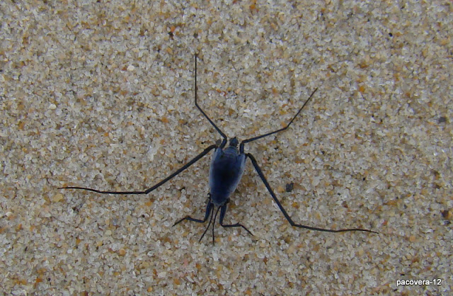 CH´USAY: HALOBATES ¿MICANS?