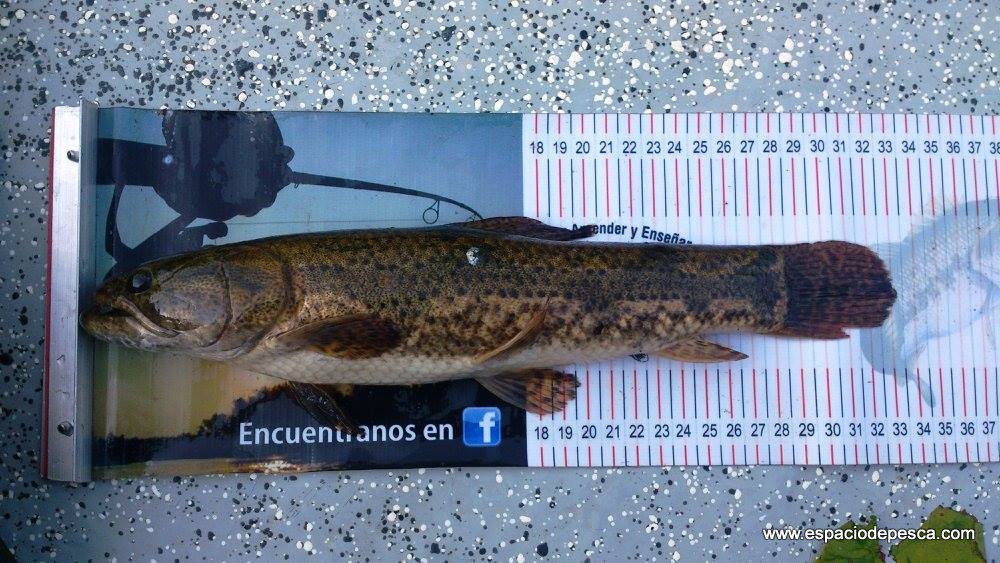 Espacio de Pesca: Pesca de Picuda (salminus affinis) y Moncholo ...