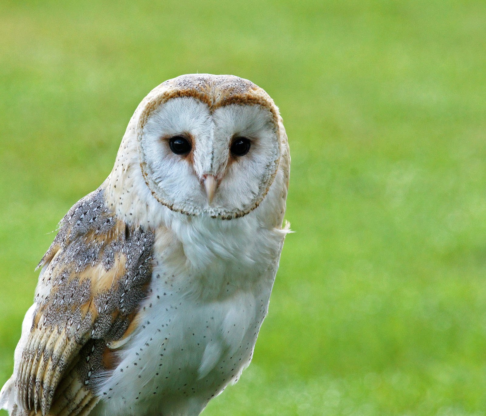 De wereld door mijn lenzen: De Kerkuil