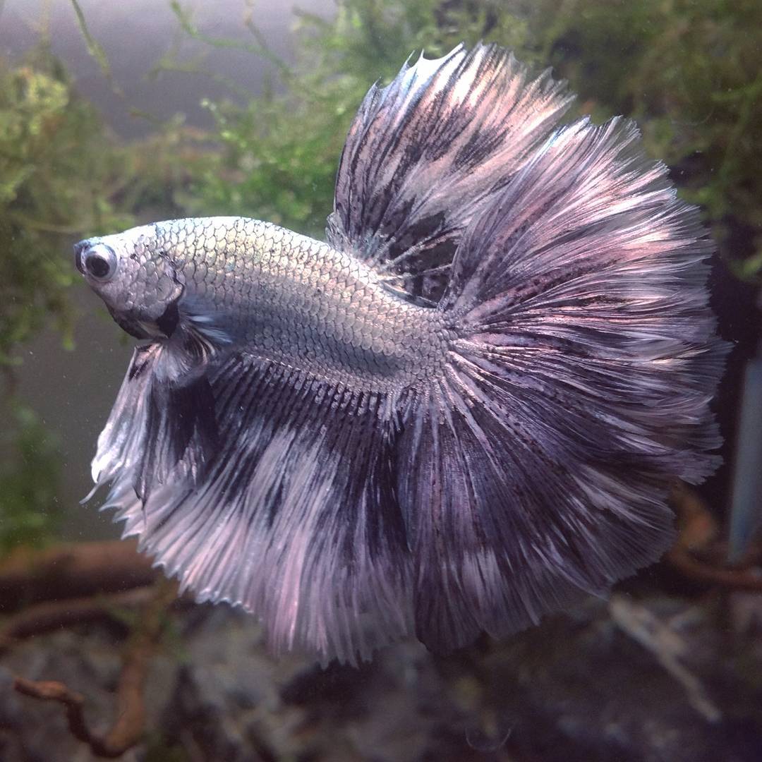 Knowing All Types Of Betta Fish - By Tail, Pattern And Color With Photo ...