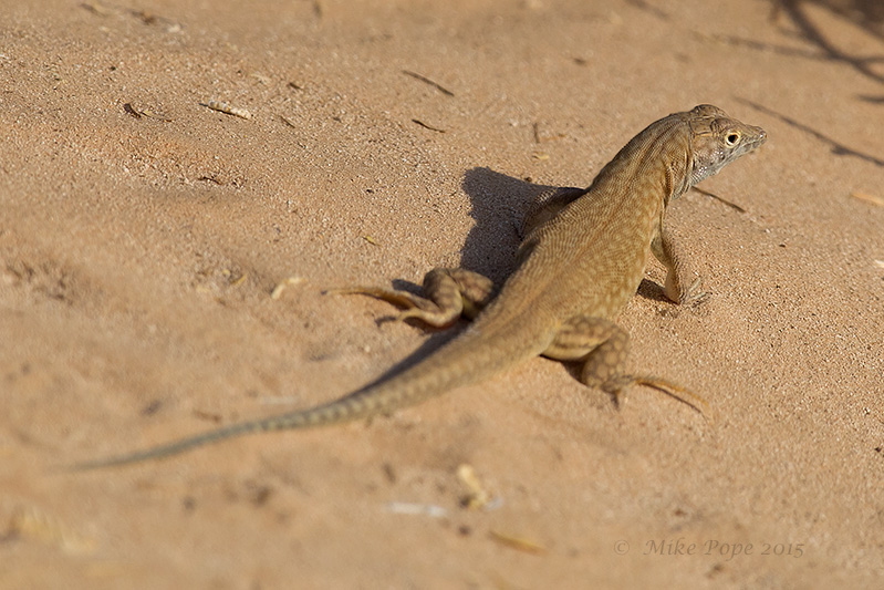 Kuwait Birding: Cold blood on hot sand