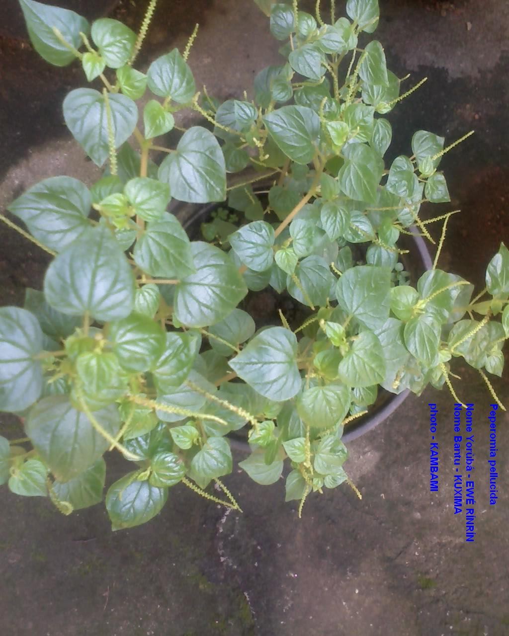 Umbanda,macumbas e crônicas da vida: Receita da casa