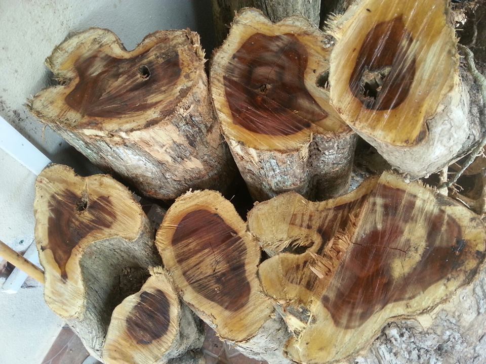 Kayu Warisan Malaysia: Kayu Kemuning emas