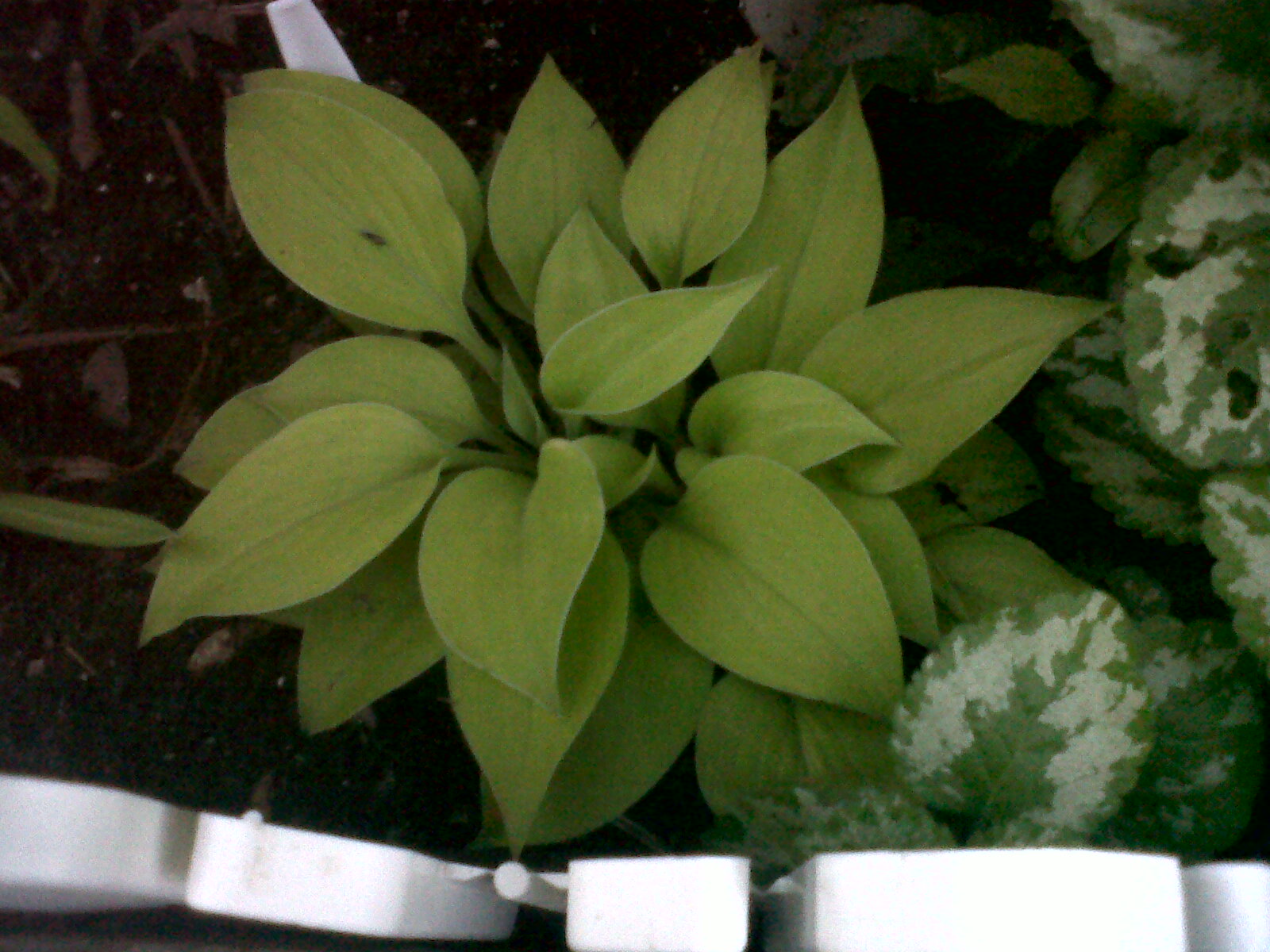 Live, Love, Climb!: Hosta - Gold Edger