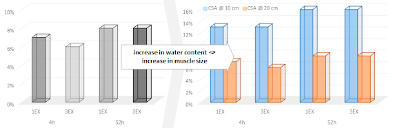 Cell Swelling Keeps Muscles "Pumped" For More Than 52h. Size Increases ...
