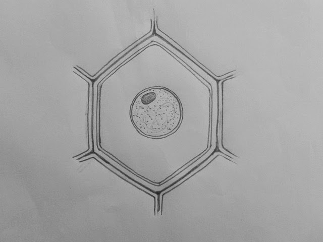 DRAW IT NEAT : How to draw Plant cell