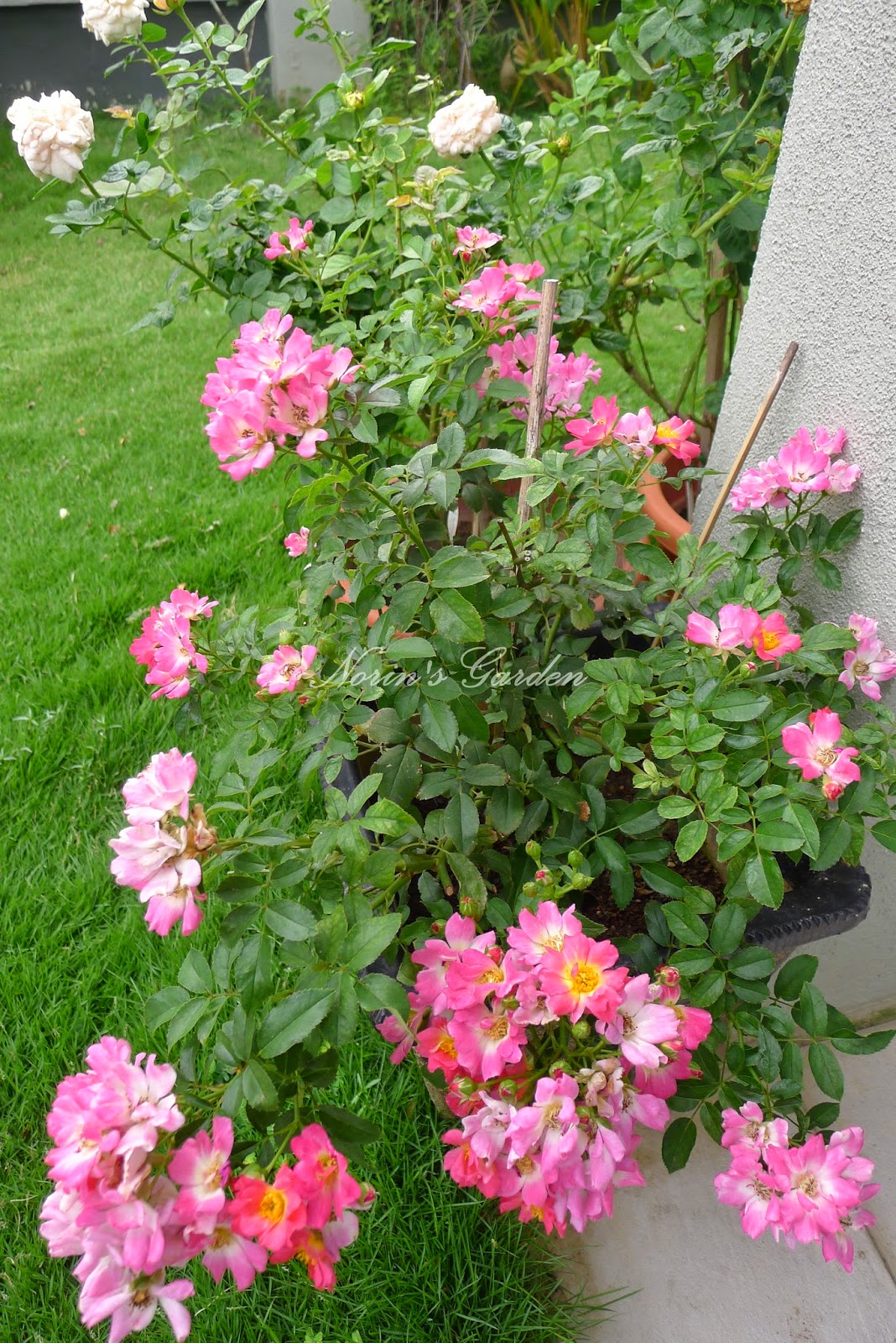 All About Norin's Garden: Jenis-jenis ros