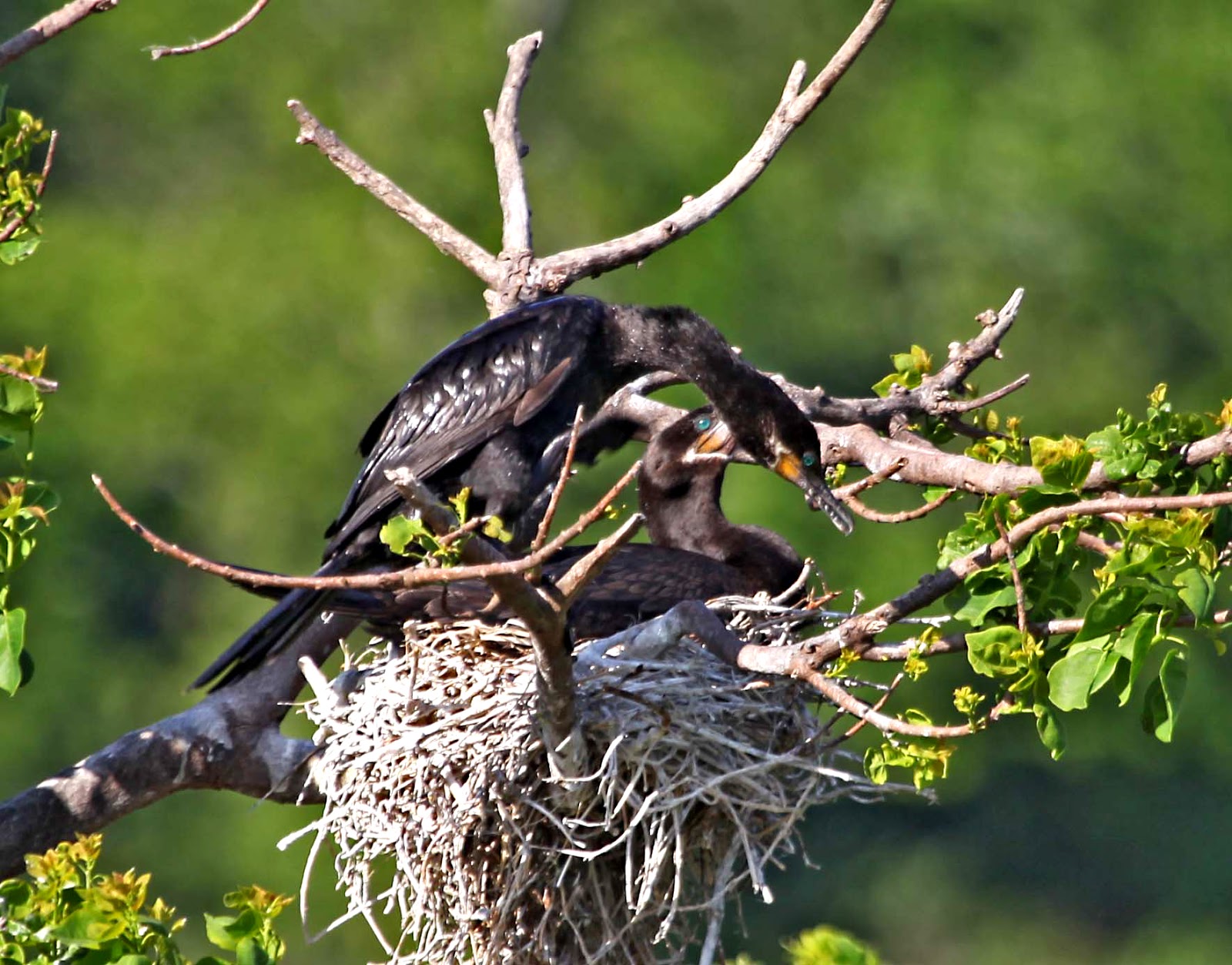 Bellas Aves de El Salvador: Phalacrocorax brasilianus (yeco, cormorán ...