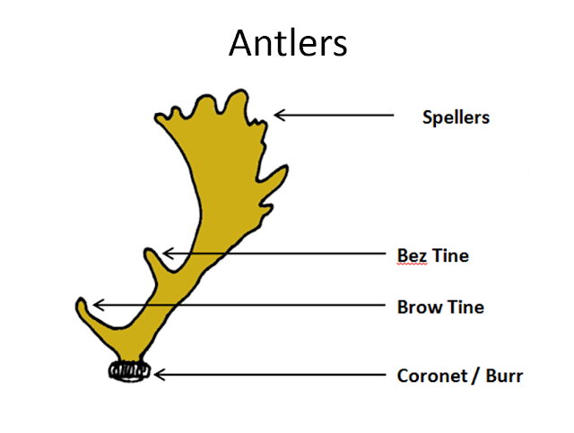 Bushcraft Education : BushScience; How Antlers Grow