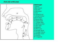 Si Kotak Ulat: Alat Artikulasi