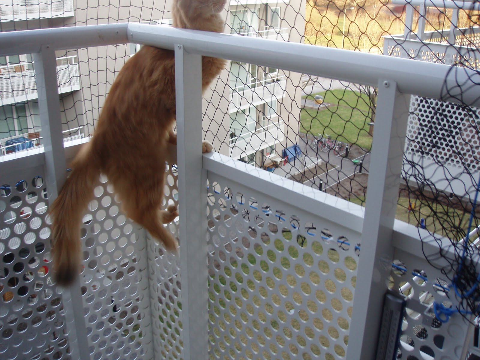 Bascos Blogg: Nytt kattnät....