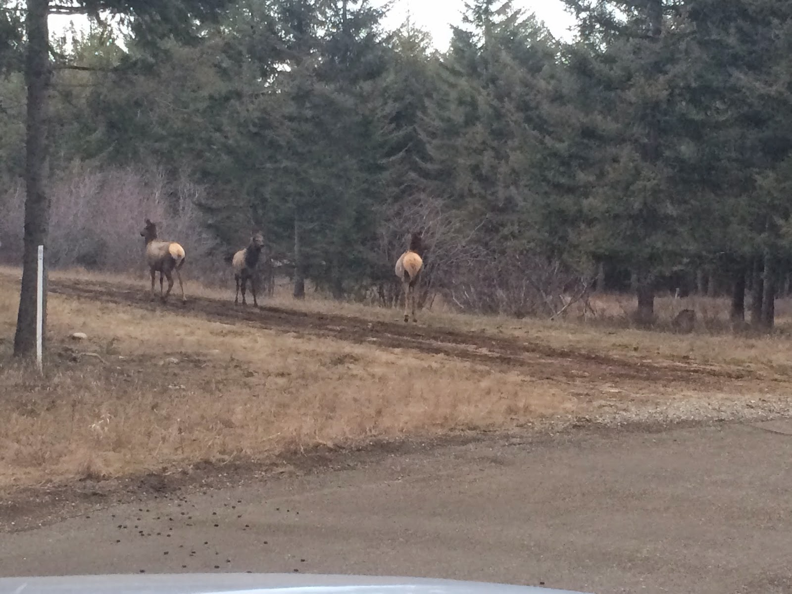 Northwest Ladybug: A Suncadia future?