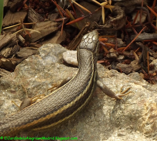 El jardín de la alegría : Lagartija colilarga (Psammodromus algirus)