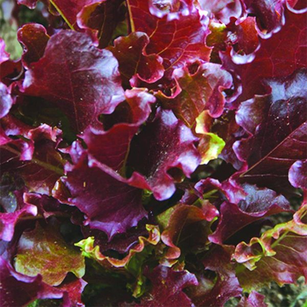 RW PAISAGISMO: GASTRONOMIA: ALFACE ROXA CRESPA