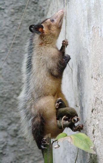 EE JOSÉ DUARTE JR.: CONHECENDO OUTROS SERES VIVOS