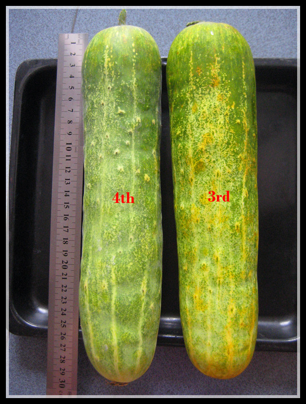 Olive in the house: Giant Cucumber in the house