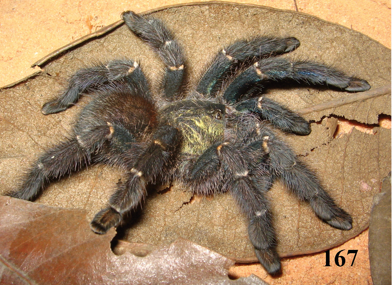 Sciency Thoughts: Nine new species of tree-dwelling Tarantulas from Brazil.