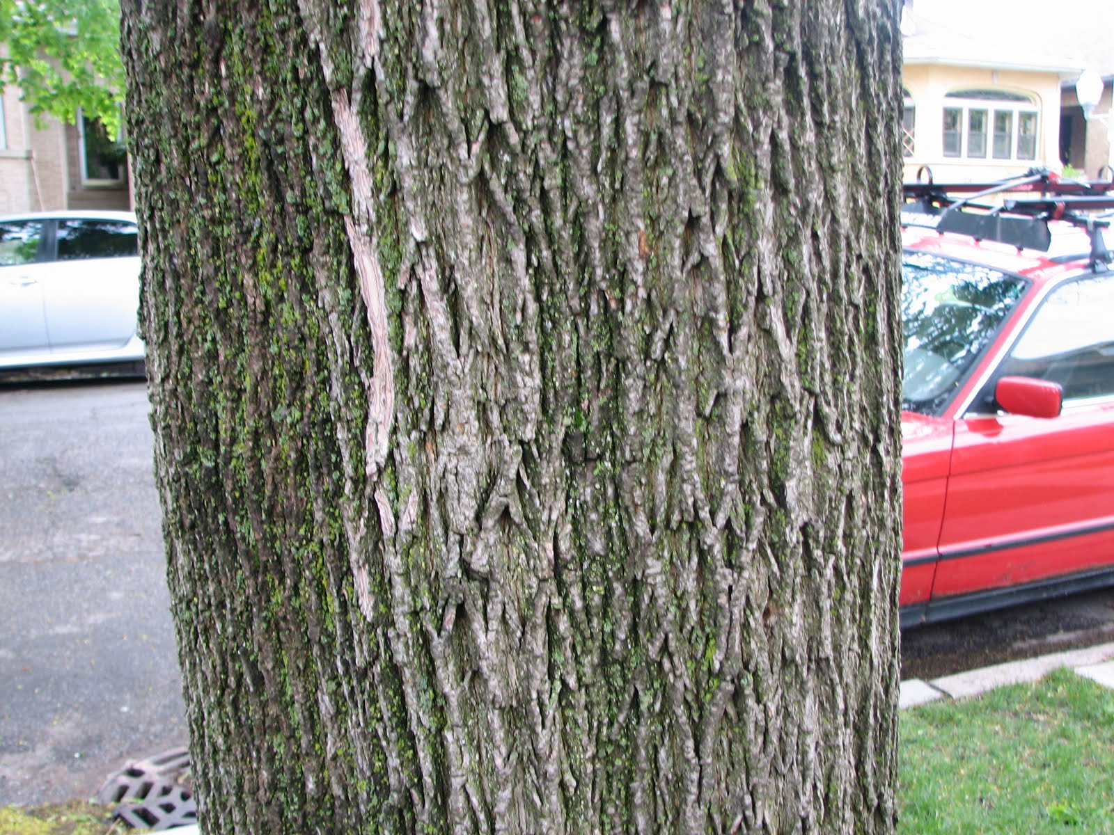 3rd Rock Life: The Norway Maple Tree