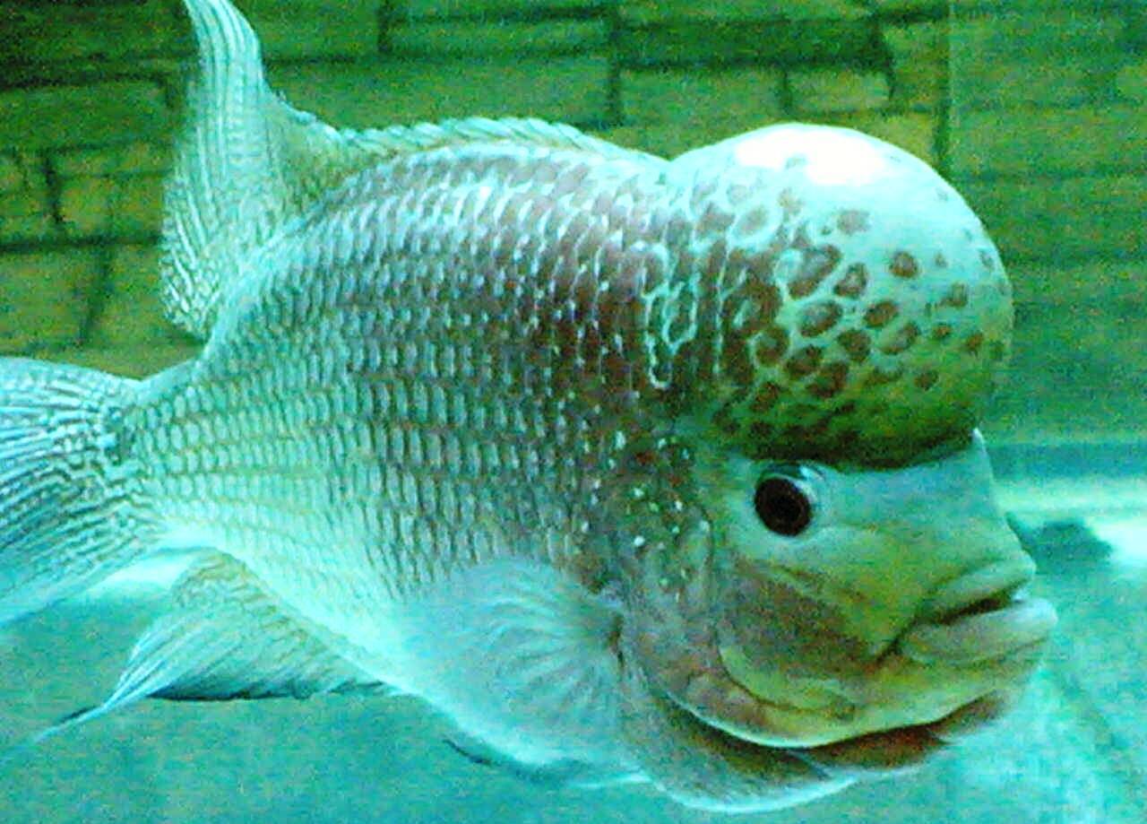 FLOWERHORN FISH photos - wallpapers (ανανεωμένο) | the fun bank