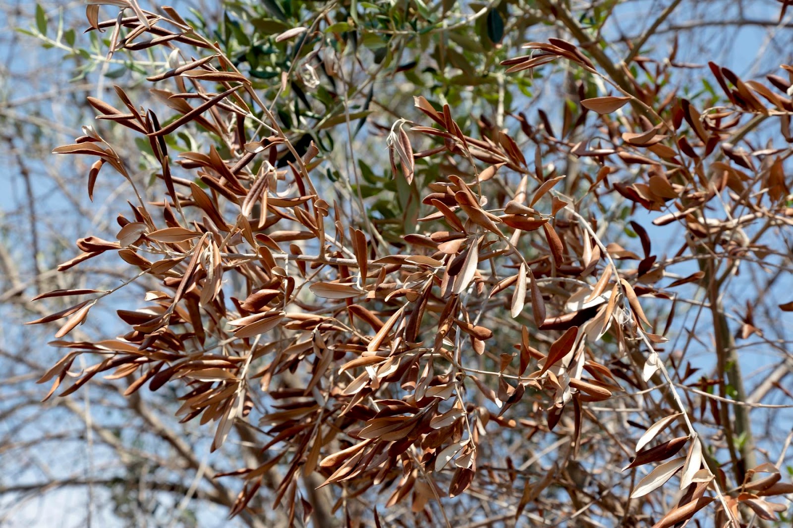 Xylella Bacterie