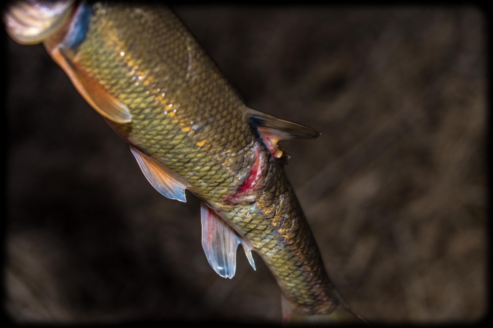 .The Catching Chronicles....by Trout MaGee: A Few Trout and a Few Creek ...