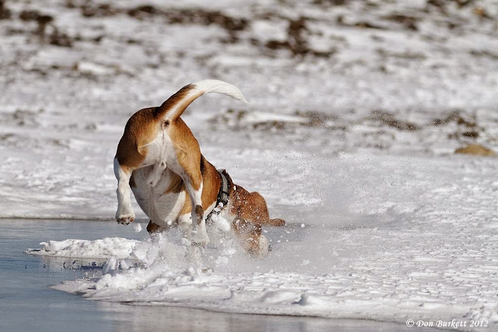 Dogs on Ice | The Ark In Space