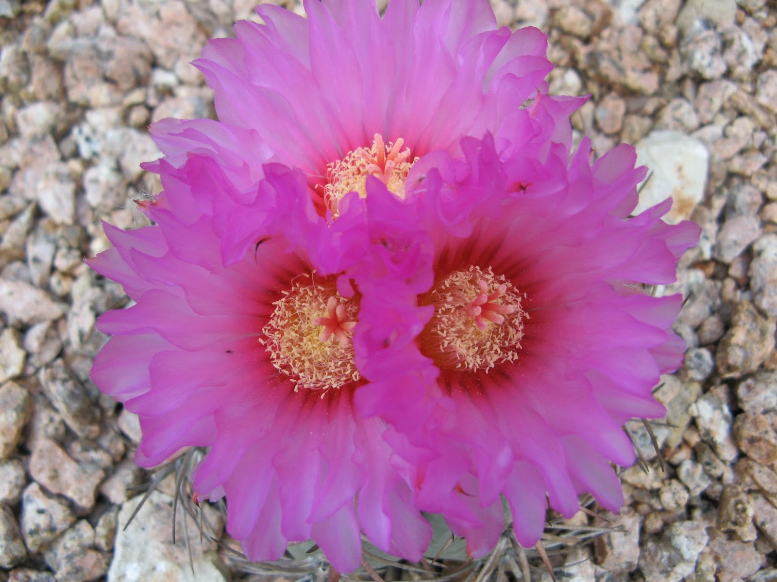 edensouthwest: Eagle Claw Cactus