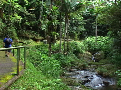Los Bosques en Puerto Rico: 2016