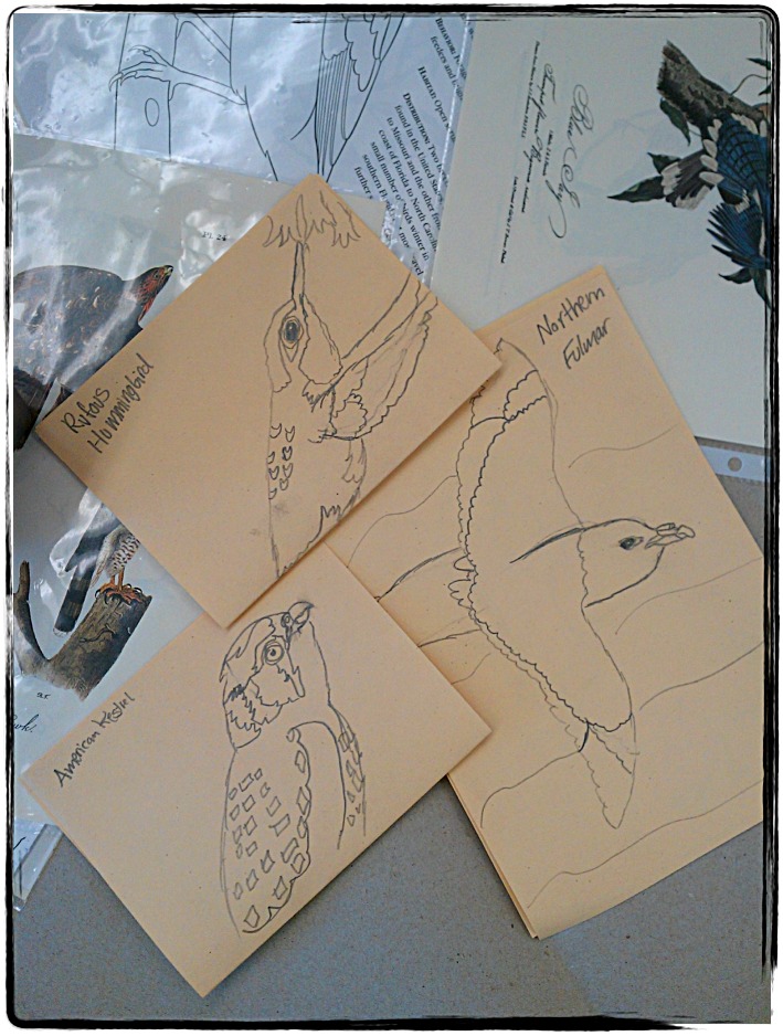 The David Lubin Art Studio: Great Birds of North America