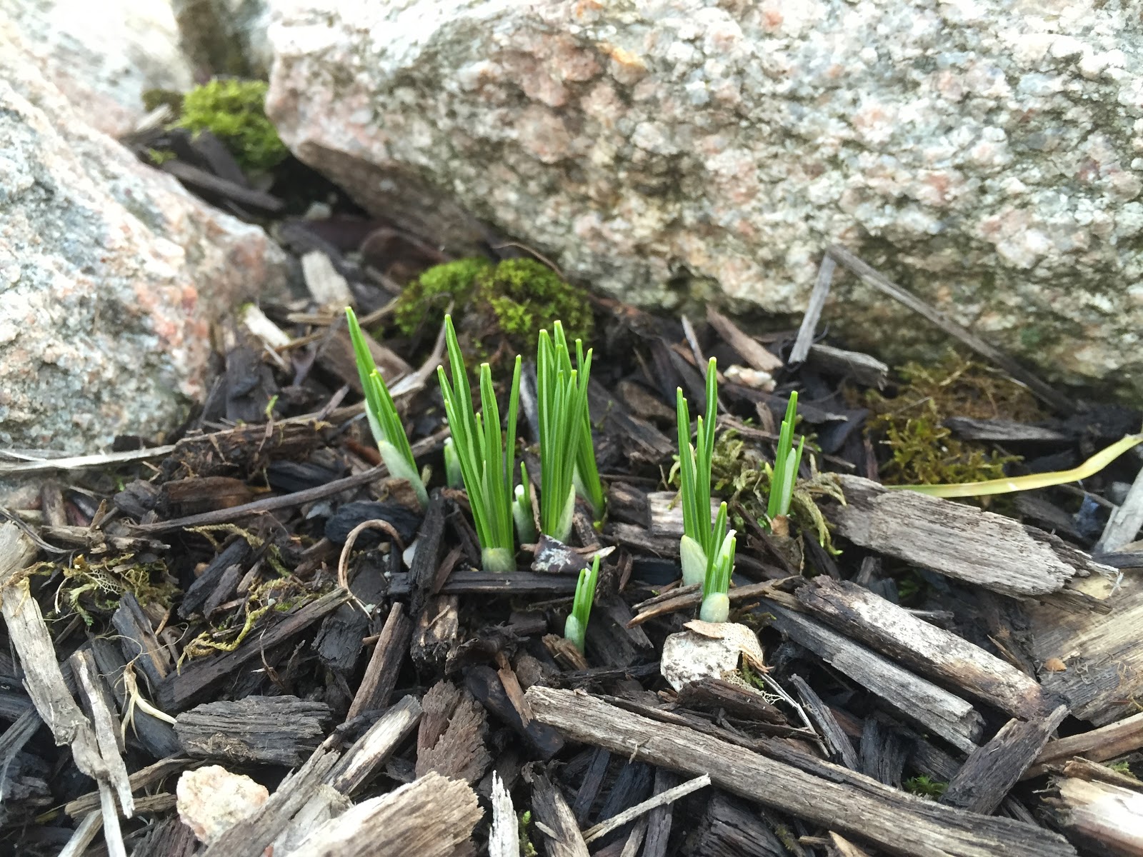 Temp Swings and Restless Plants Ready to Wake Up [Backyard Neophyte ...