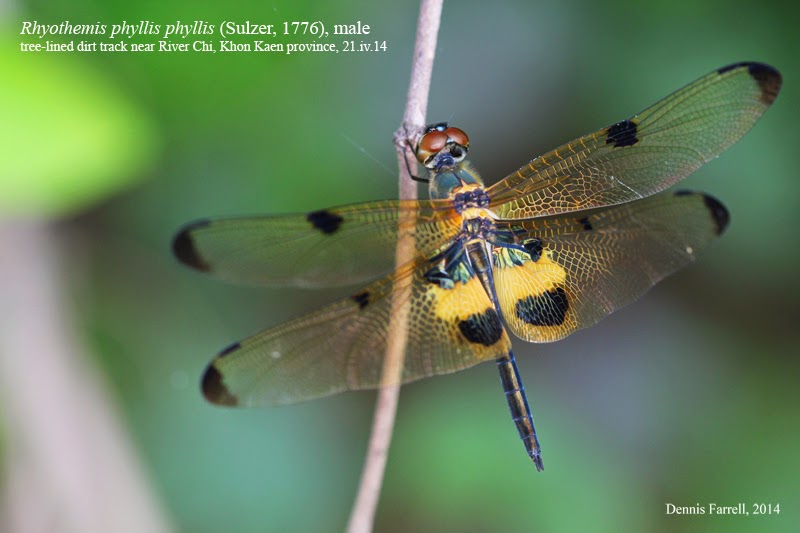 Dragonflies & damselflies of Thailand: 103. Rhyothemis phyllis (Sulzer ...