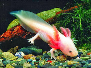 Axolotl (Ambystoma mexicanum) ~ Dunia Air