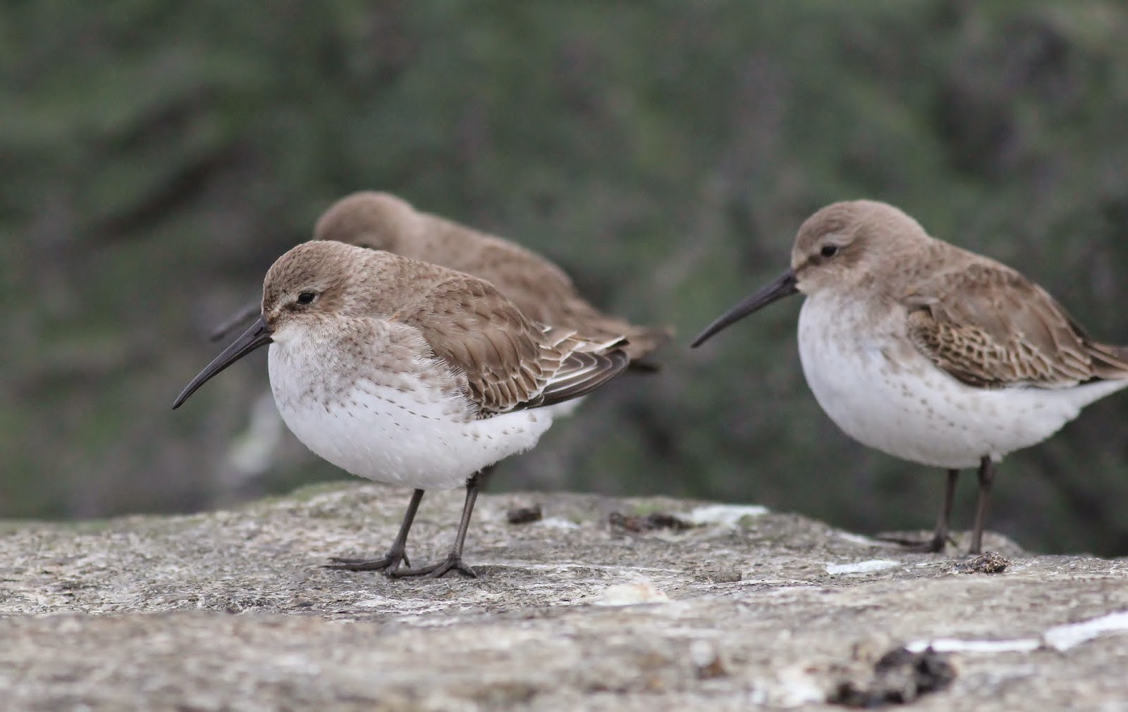 Nature on the Edge of New York City: A Winter Gathering of Small Shorebirds