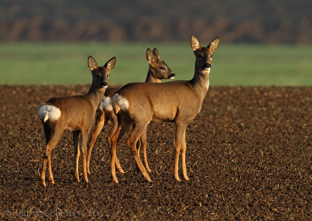 Andy Shepherd Wildlife Photography: Roe Deer family