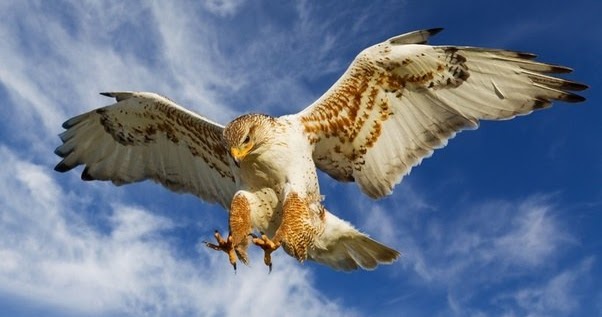 Top 5 Bird Psychos, Furious Birds of Prey Wild Birds Species ...