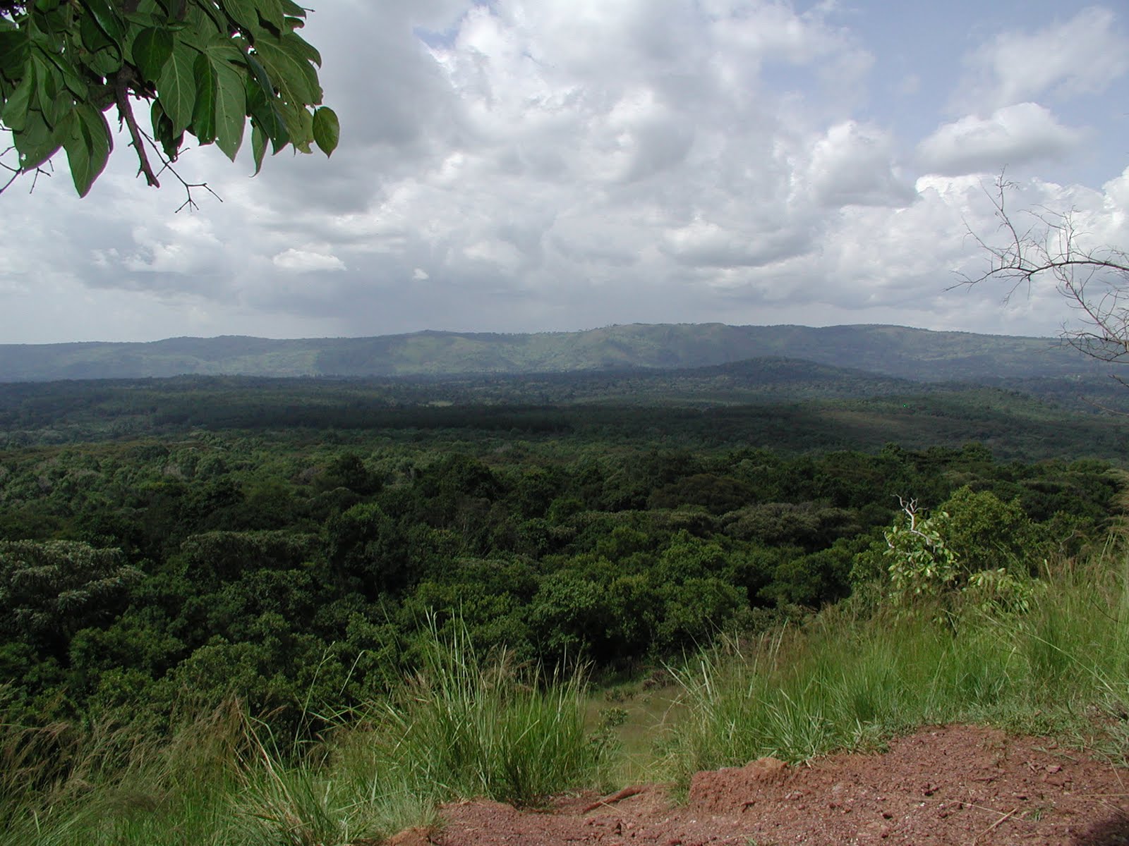 Dave's East Africa Blog: Day 31 Kakamega Forest June 8, 2011
