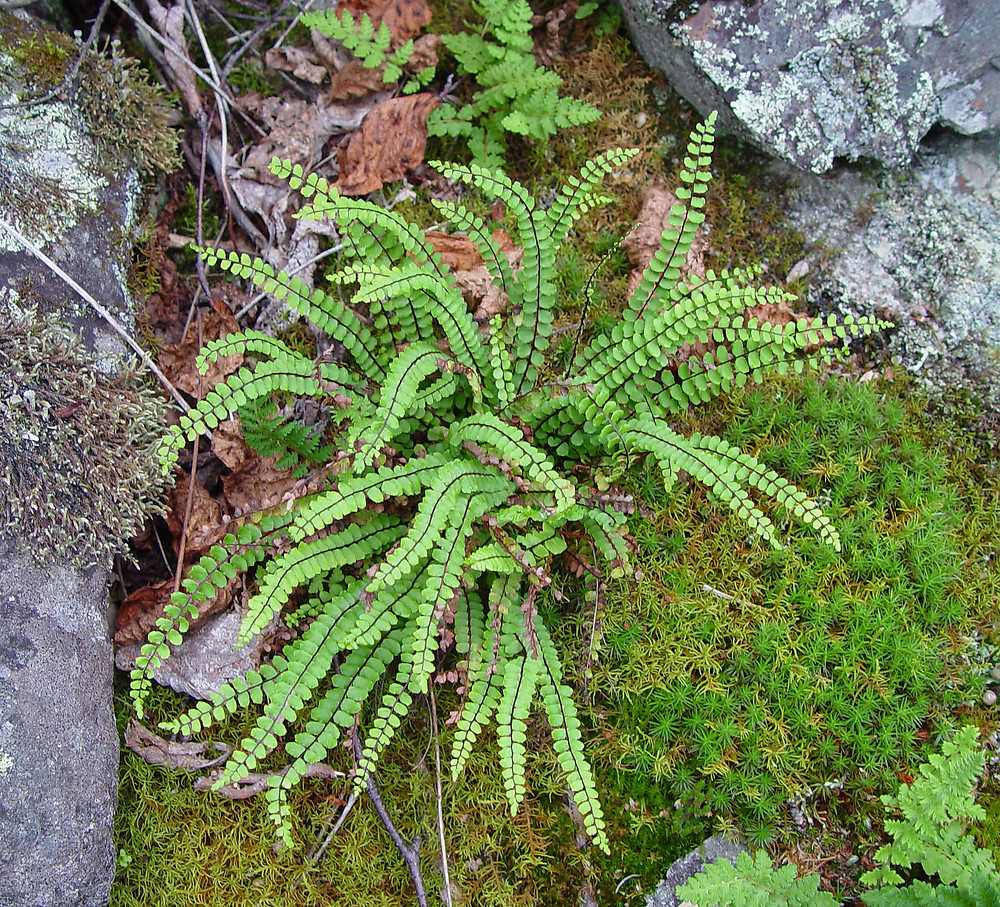 Felci, antiche piante da riscoprire- All the beauty of charming ferns