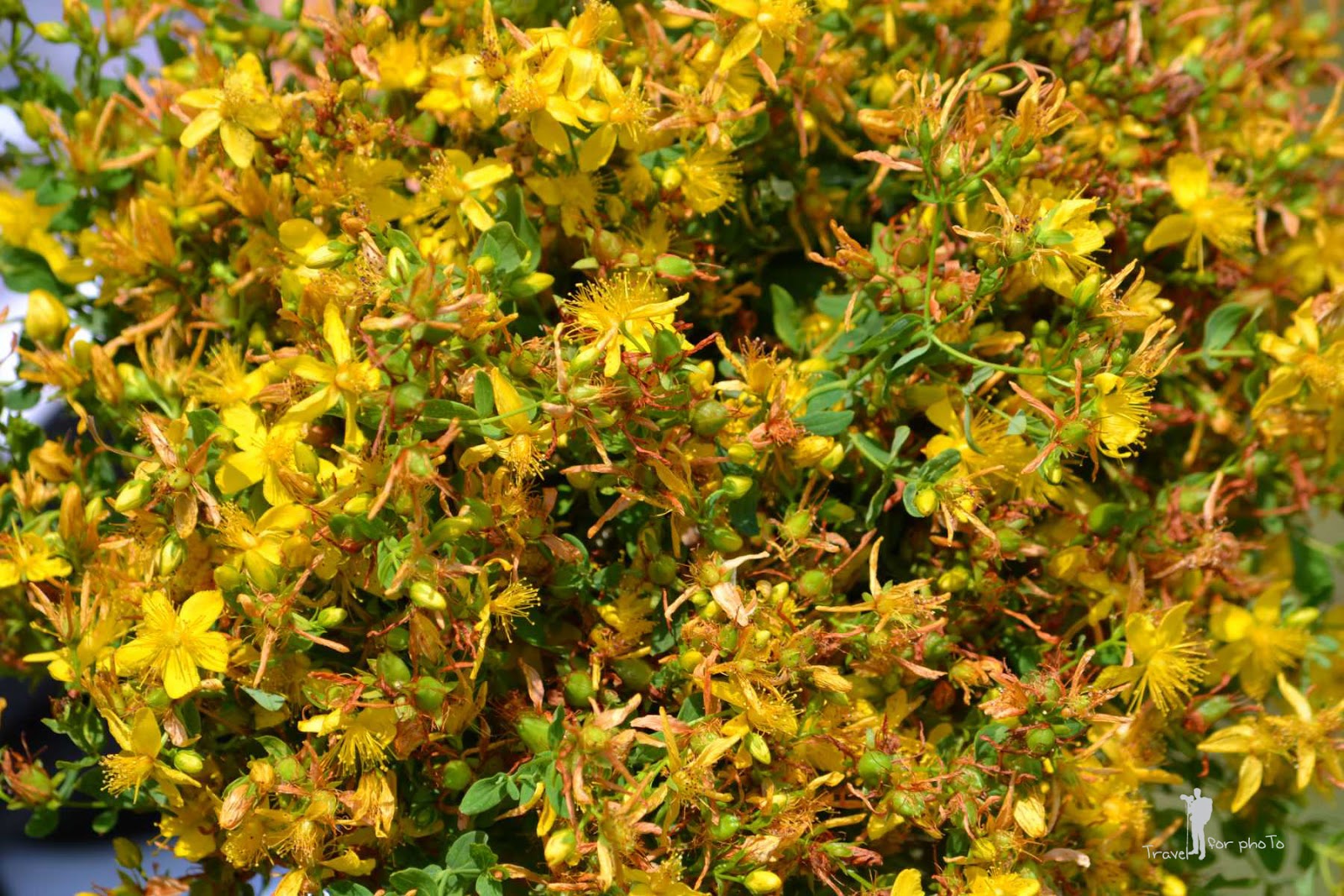 Liniste la 1000 m - satul Pestera