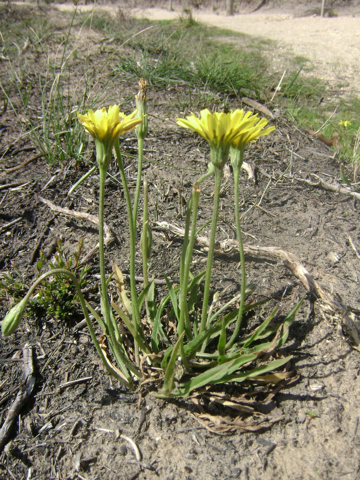 Bushfoods & Survivial Plants: Murnong - Microseris lanceolata